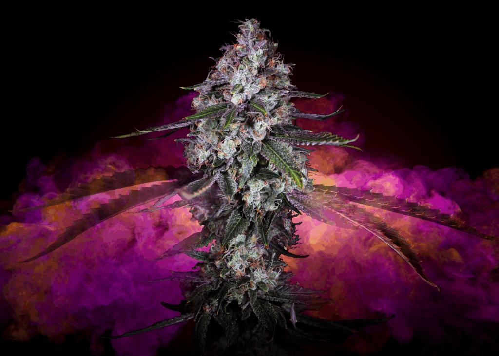 Sour Diesel Strain Review | VICESNOB