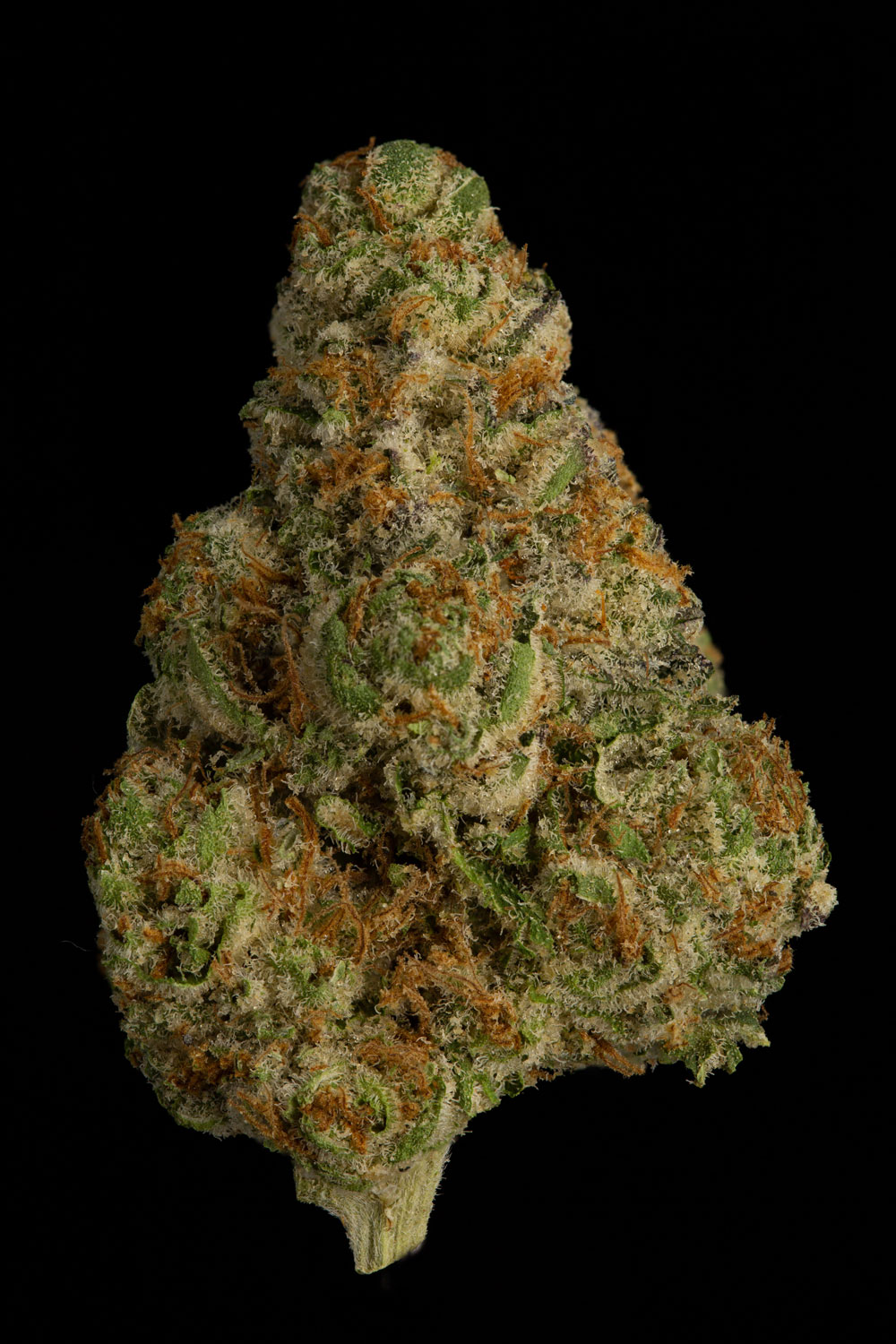 Gelonade Strain Review: Citrus Energy in Every Hit